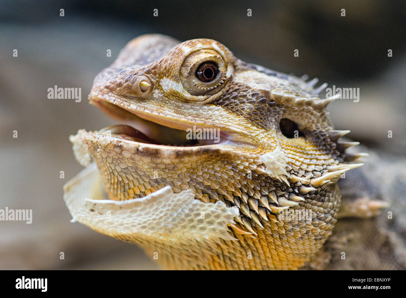 Central Bearded Dragon (Pogona vitticeps), portrait with mouth open ...
