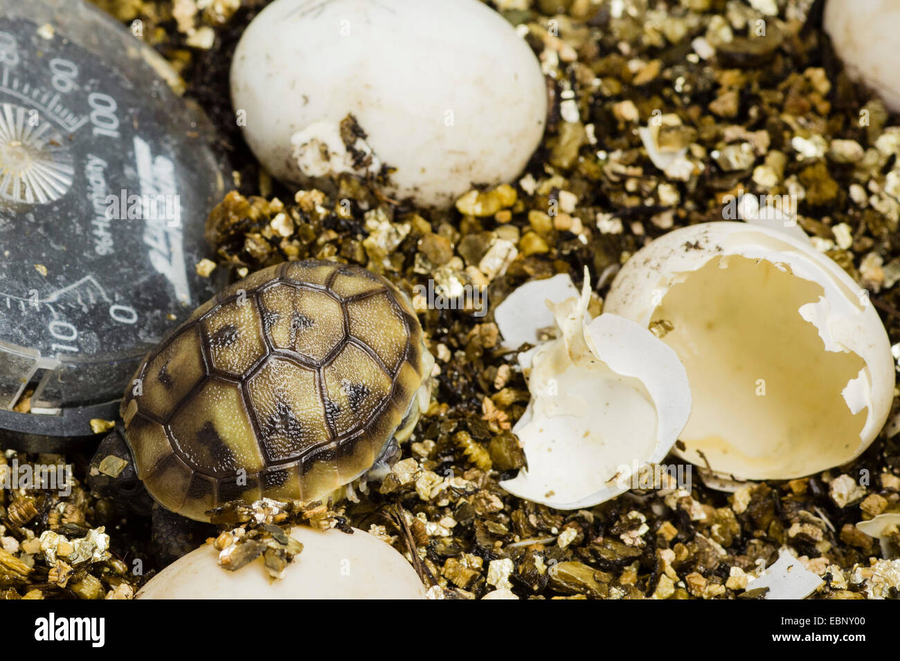 Hermann's tortoise, Greek tortoise (Testudo hermanni), newly hatched ...