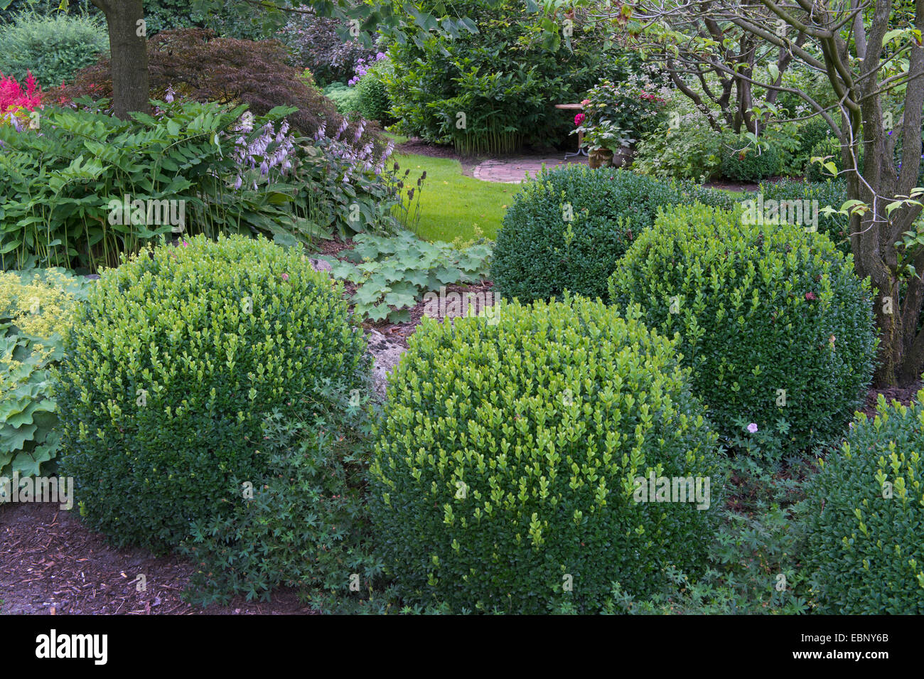 common box, boxwood (Buxus sempervirens), cut box hedges, Germany ... common box, boxwood (Buxus sempervirens), cut box hedges, Germany ...