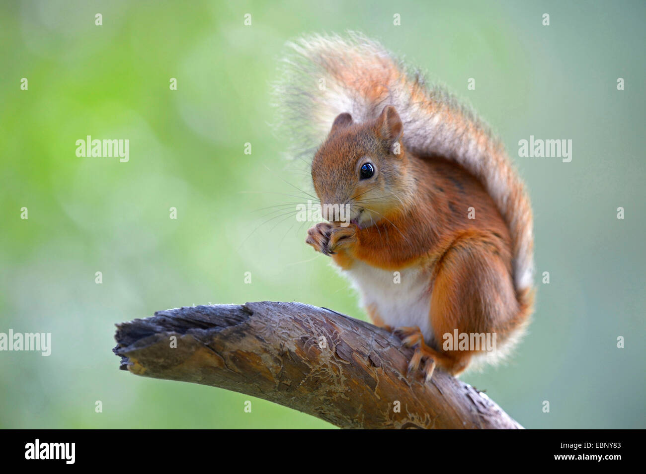 Red squirrel sciurus vulgaris back hi-res stock photography and images ...
