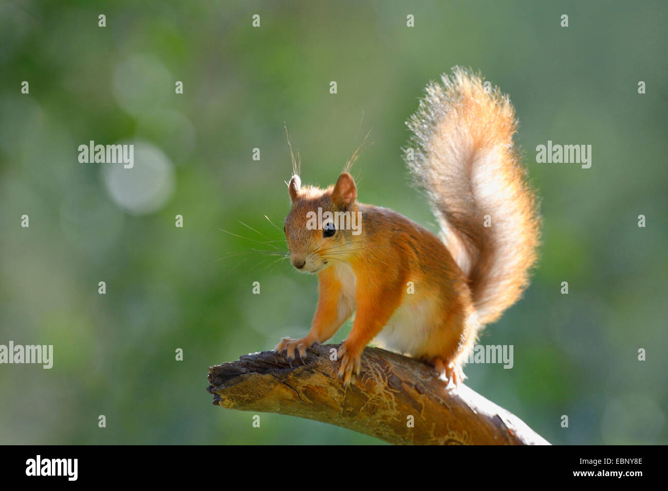 European red squirrel, Eurasian red squirrel (Sciurus vulgaris ...