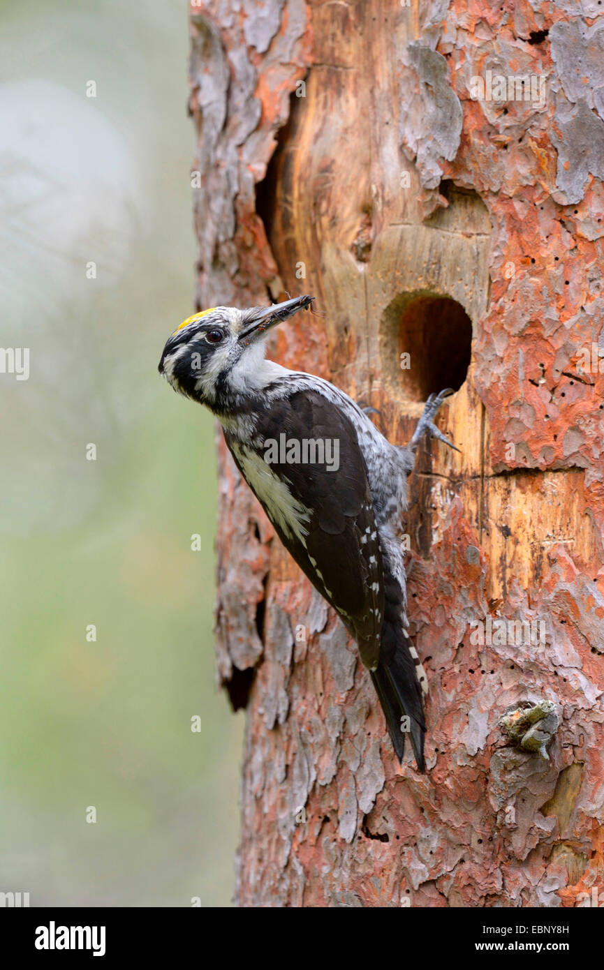 three-toed woodpecker (Picoides tridactylus), male at its breeding hole ...