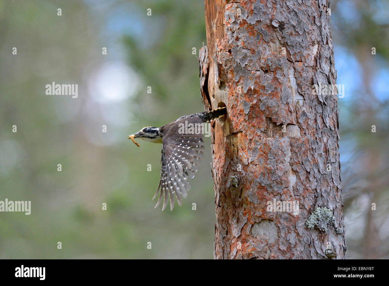 three-toed woodpecker (Picoides tridactylus), male removing faces from ...