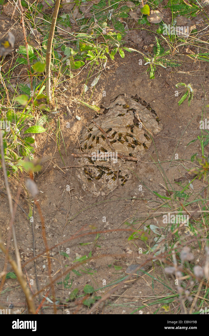 Wasps at an of a badger excavated soil nest hi-res stock photography ...