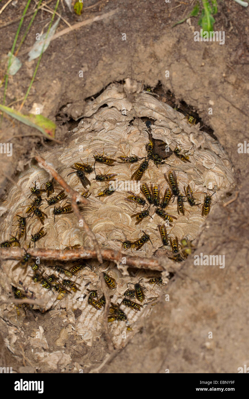 common wasp (Vespula vulgaris, Paravespula vulgaris), wasps at an of a ...