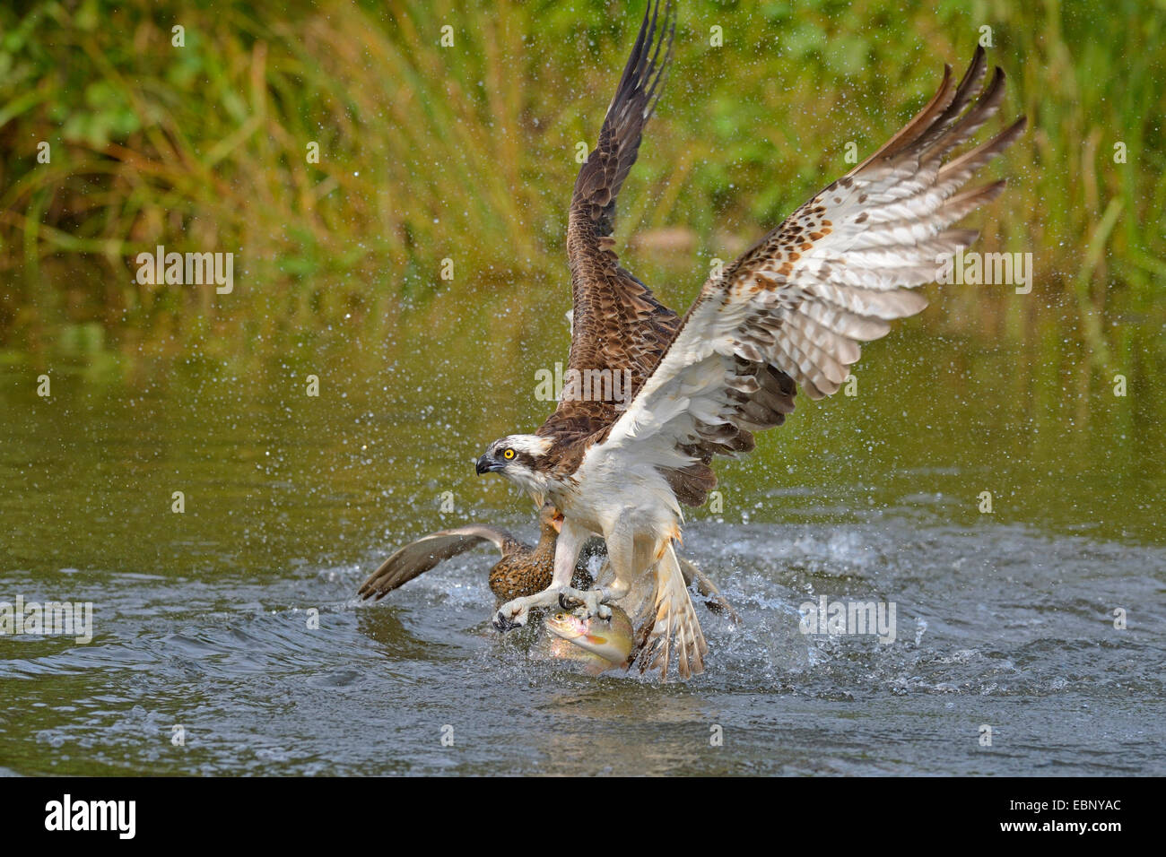 osprey, fish hawk (Pandion haliaetus), an eagle taking off from the ...