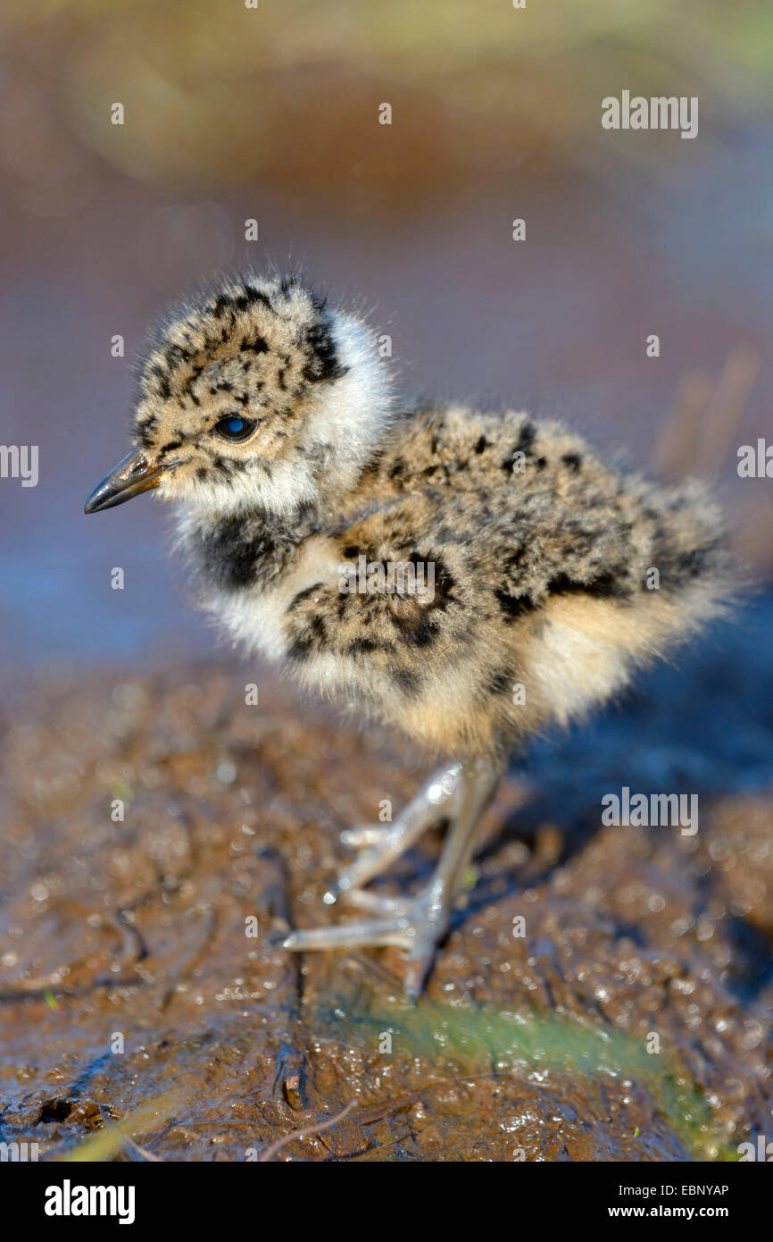 Baby lapwing hi-res stock photography and images - Alamy