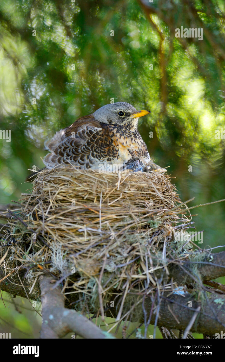 Chicks sitting on nest hi-res stock photography and images - Alamy