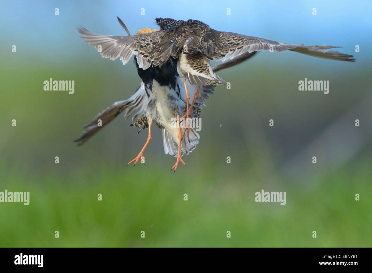 Ruff in flight hi-res stock photography and images - Alamy