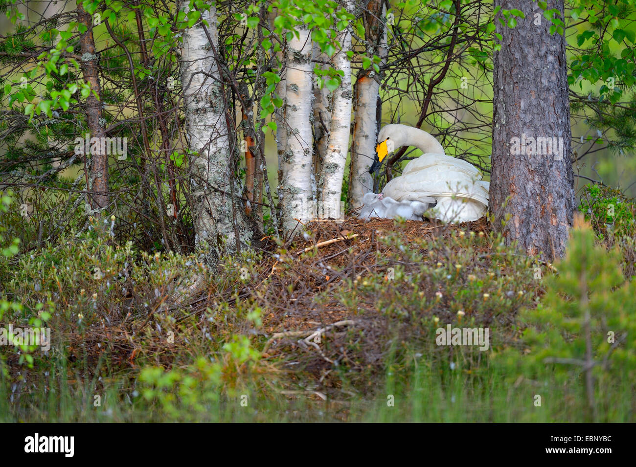 Whooper Swan Cygnus Cygnus Swan In The Nest With Freshly Hatched