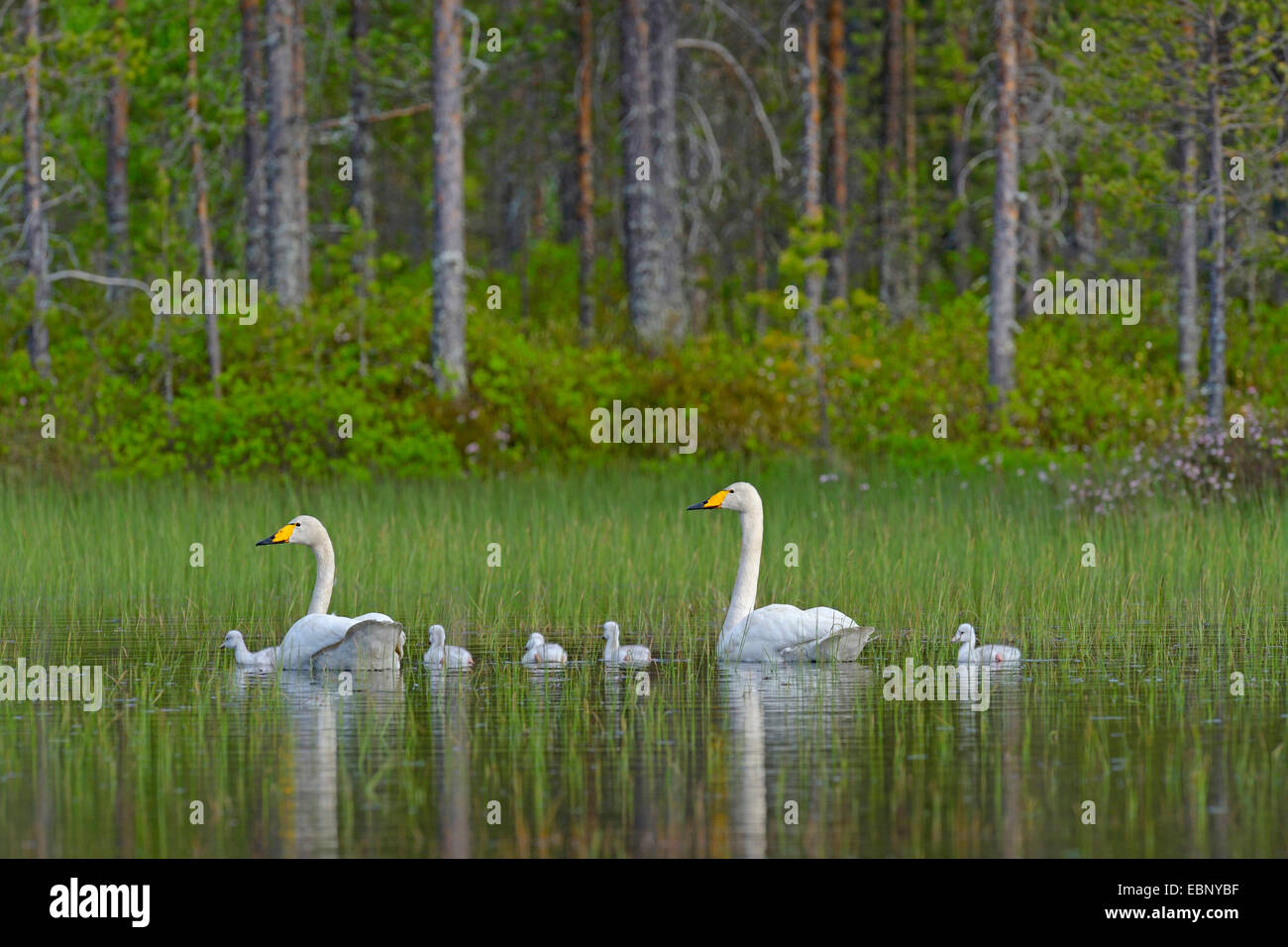 whooper swan (Cygnus cygnus), breeding couple with chicks swimming on a ...
