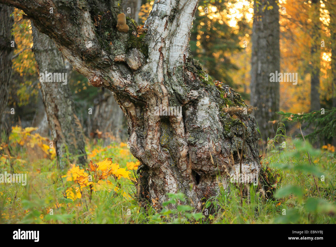 tree at the Kincade Park, USA, Alaska, Anchorage Stock Photo - Alamy