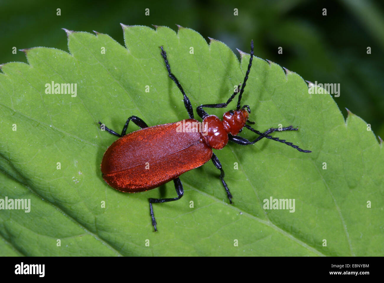 Cardinal Beetle, Red-headed cardinal beetle (Pyrochroa serraticornis ...