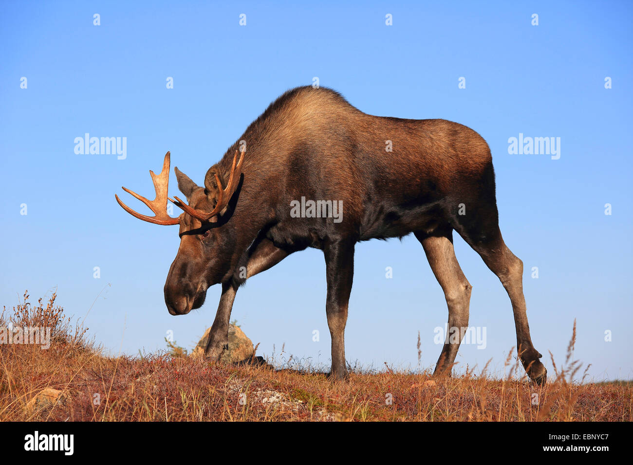 Alaska moose, Tundra moose, Yukon moose (Alces alces gigas), bull elk ...