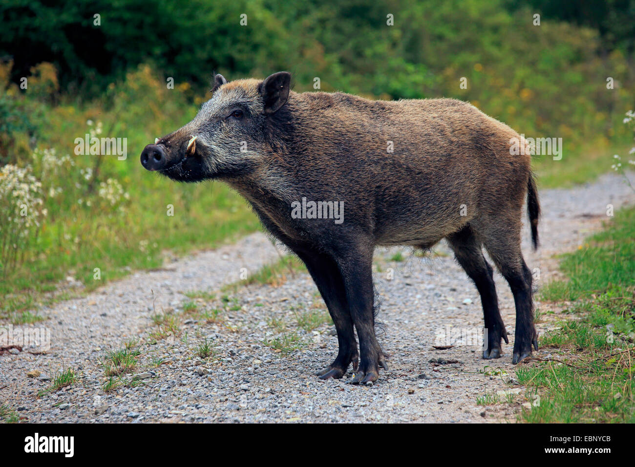 wild boar, pig, wild boar (Sus scrofa), tusker in summer, Germany ...