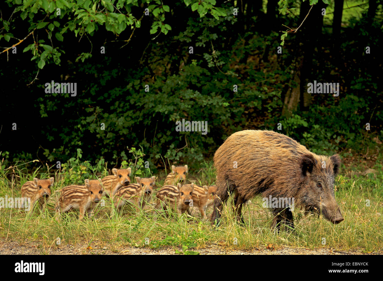 wild boar, pig, wild boar (Sus scrofa), wild sow with runts in early ...