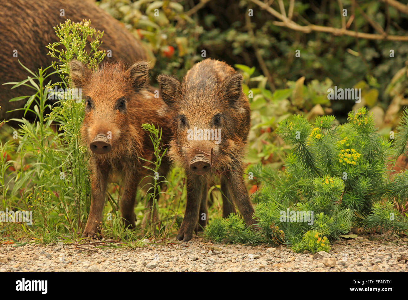 wild boar, pig, wild boar (Sus scrofa), two runts at forest edge ...