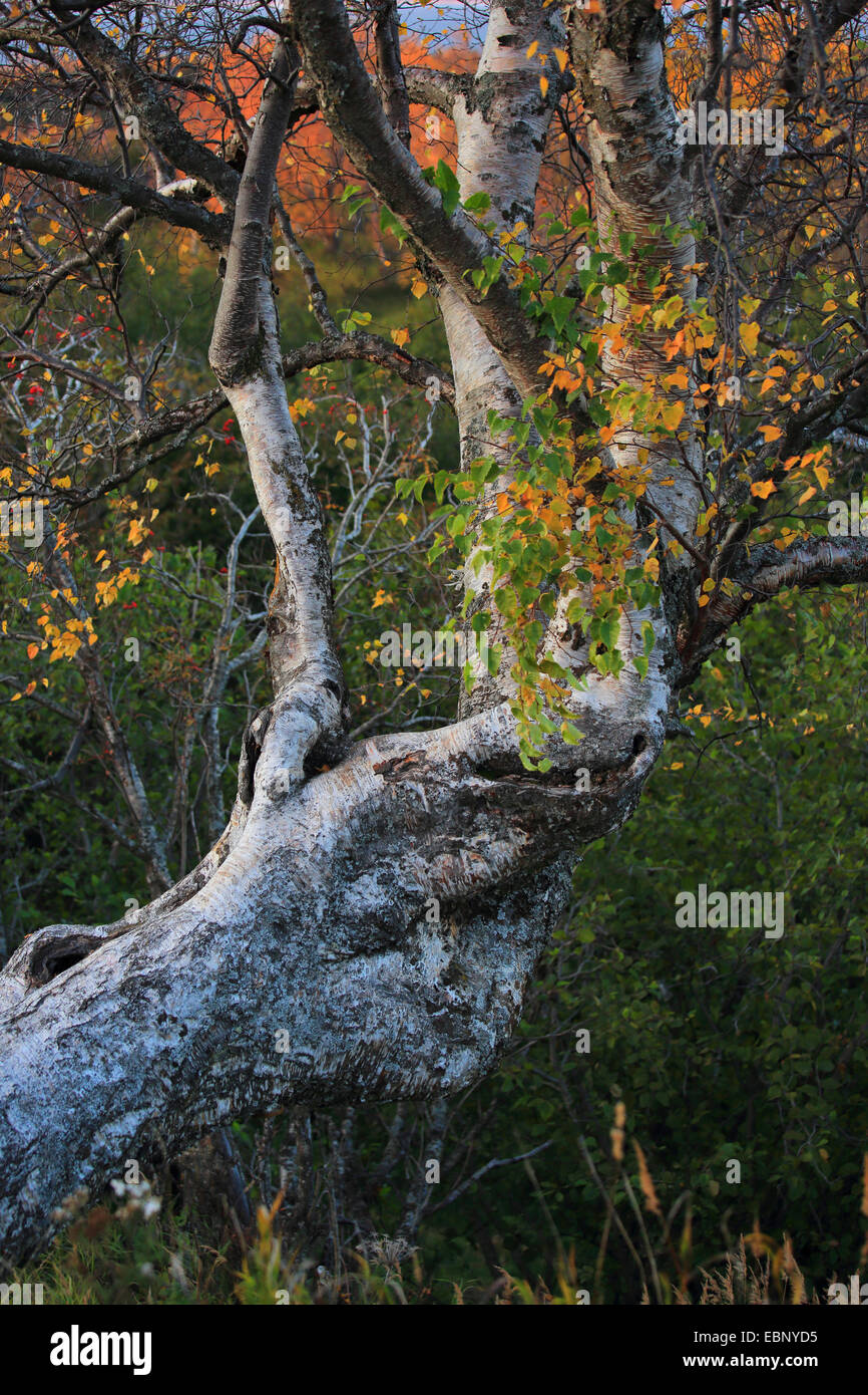 Alaska birch tree trunks hi-res stock photography and images - Alamy