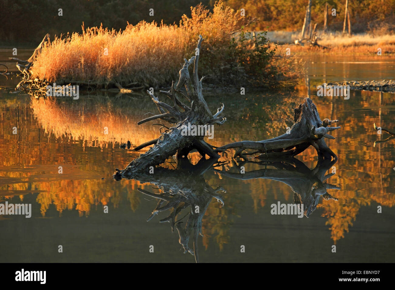 Dead trees alaska hi-res stock photography and images - Alamy