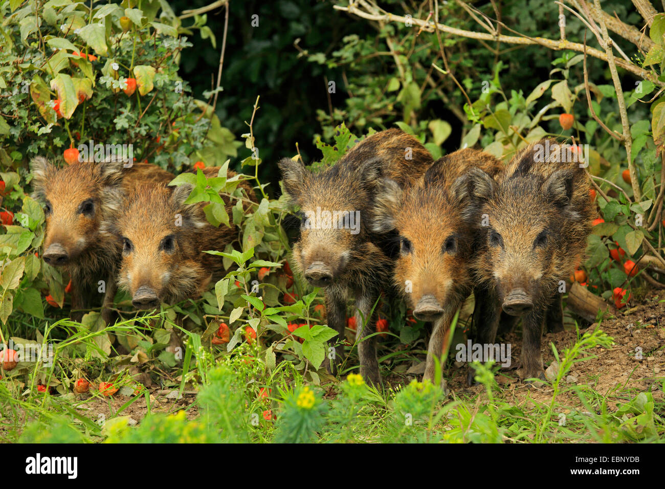 wild boar, pig, wild boar (Sus scrofa), five runts at forest edge ...