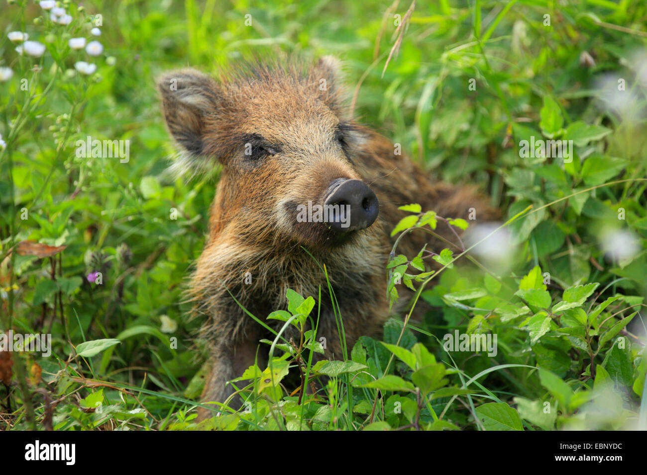 wild boar, pig, wild boar (Sus scrofa), runt in a meadow, Germany ...