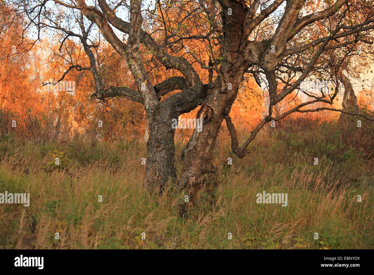 Autumnal tree at natural park hi-res stock photography and images - Alamy