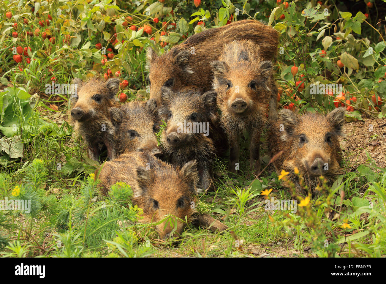 Seven brothers and sisters hi-res stock photography and images - Alamy