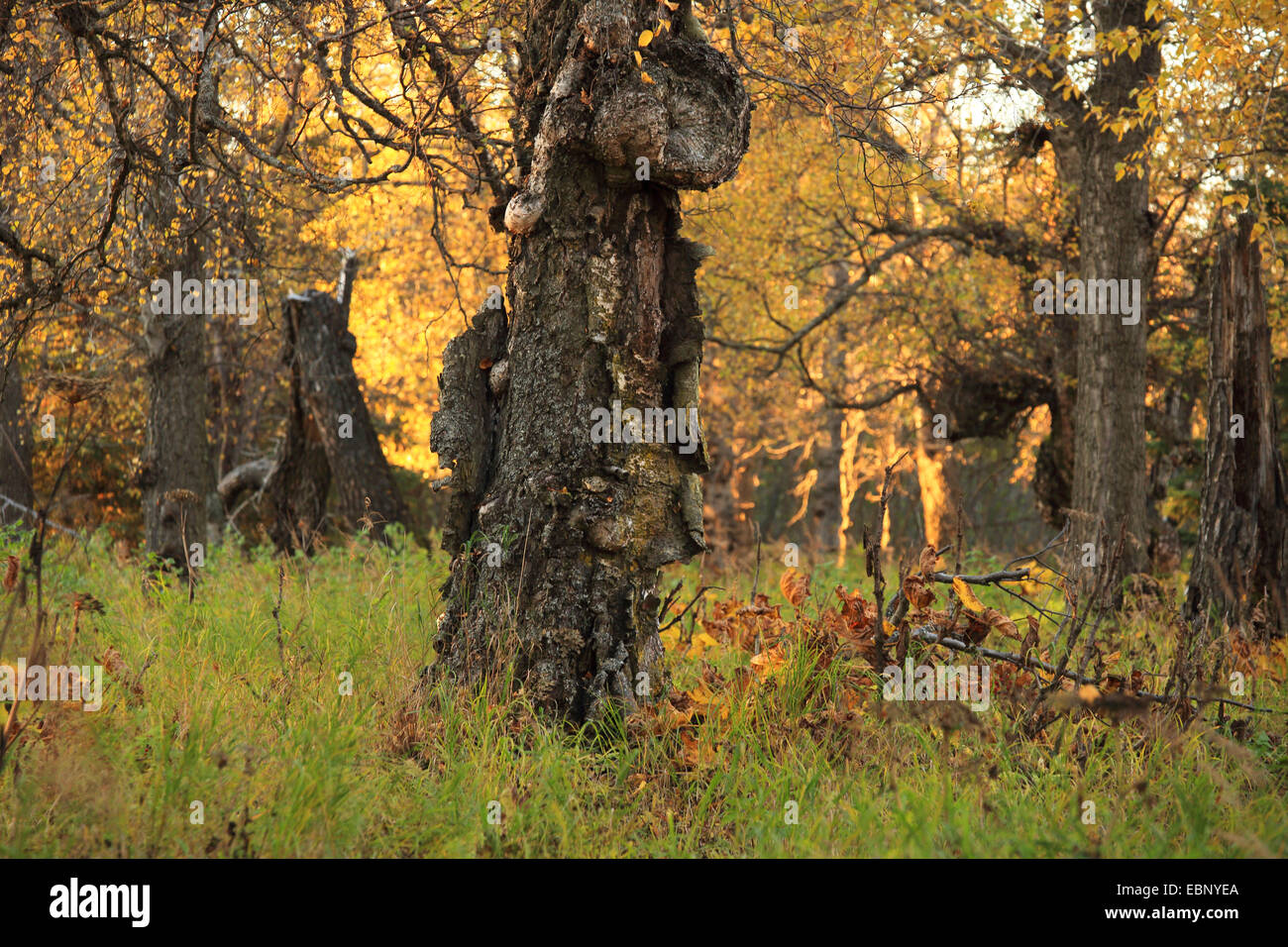 trees at the Kincade Park, USA, Alaska, Anchorage Stock Photo - Alamy