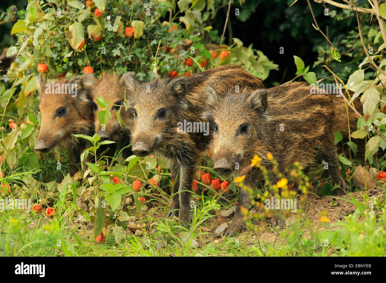 wild boar, pig, wild boar (Sus scrofa), four runts at forest edge ...