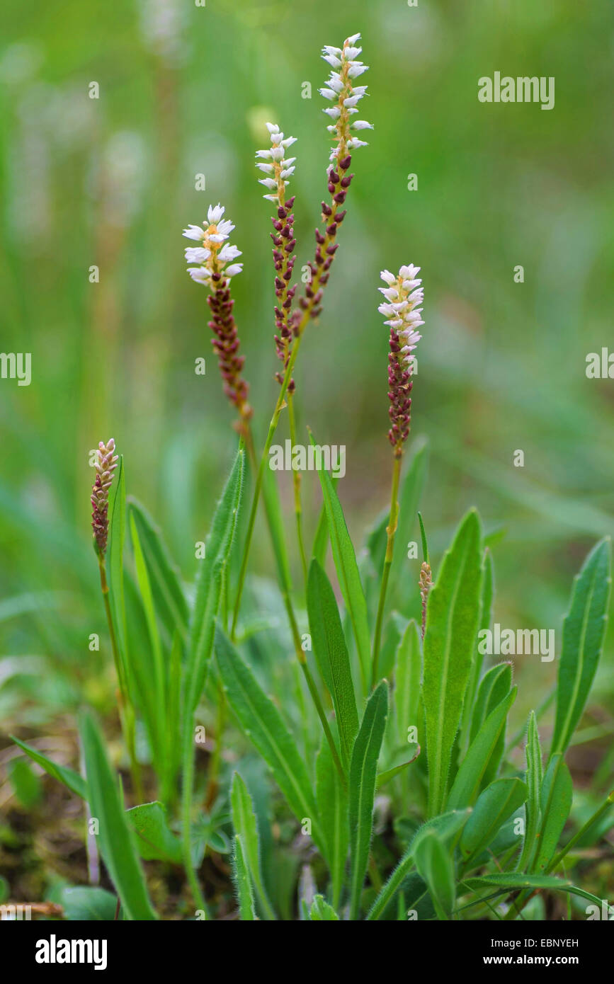 alpine knotweed, viviparous knotweed (Polygonum viviparum, Bistorta ...