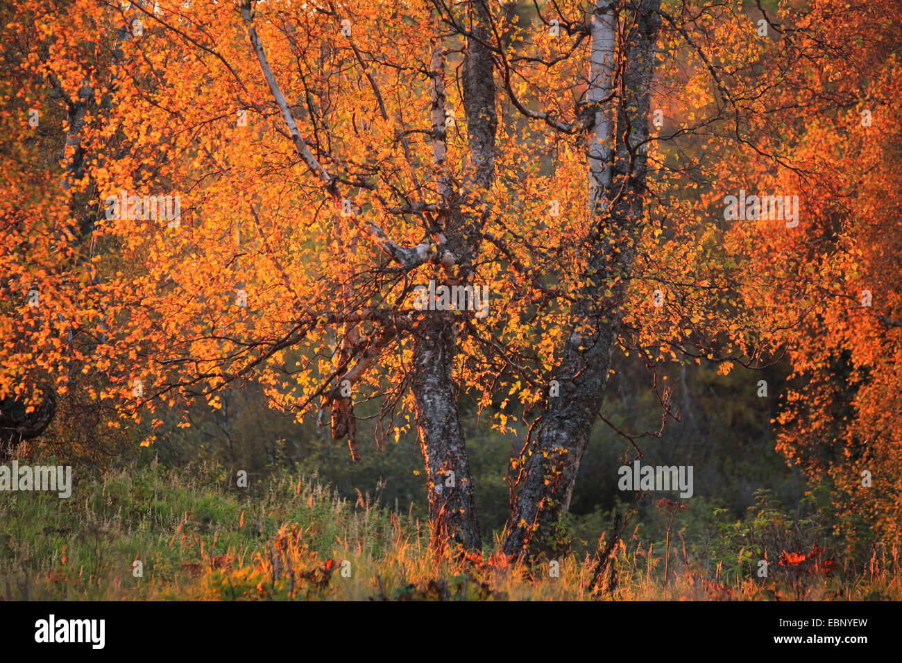 Alaska birch tree trunks hi-res stock photography and images - Alamy