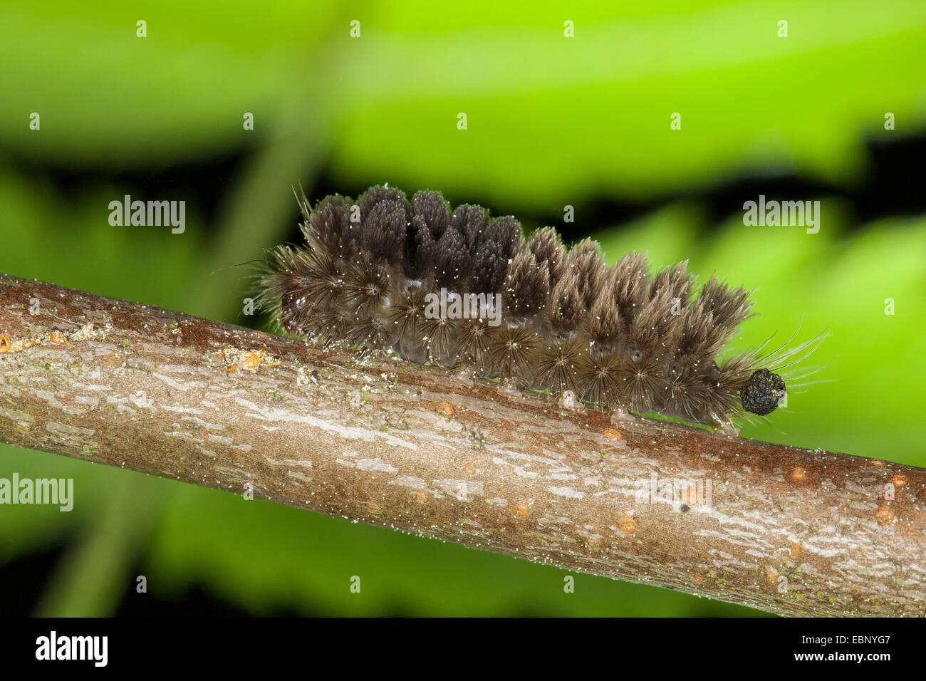 rosy footman (Miltochrista miniata), caterpillar, Germany Stock Photo ...