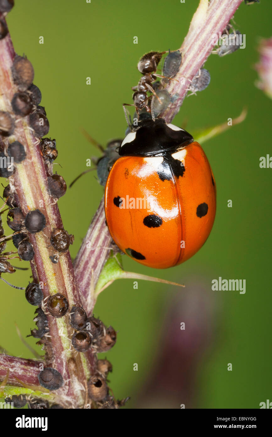 Ant ladybird beetles hi-res stock photography and images - Alamy