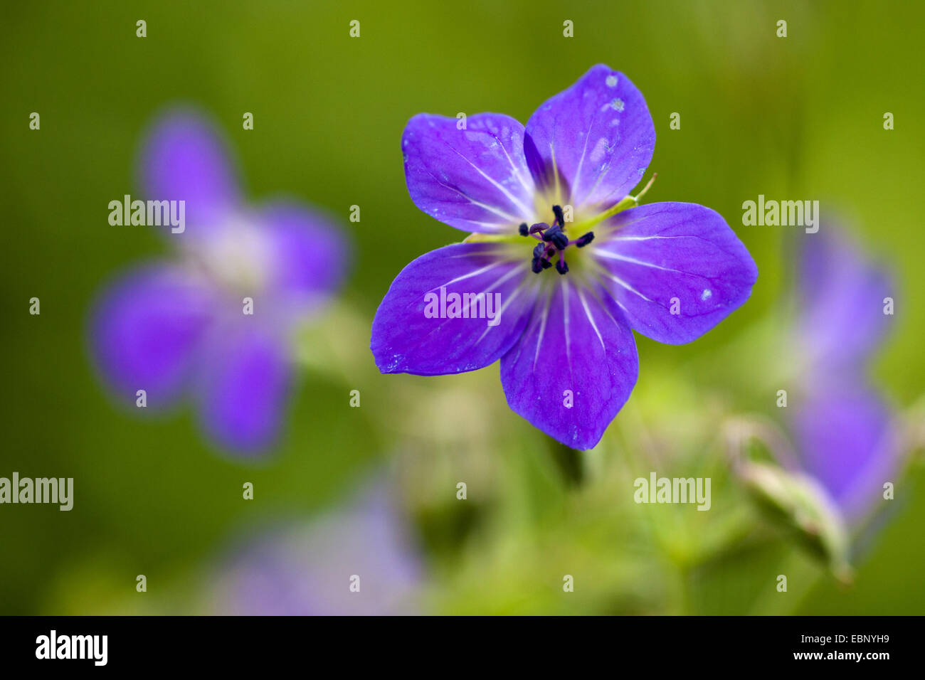 Wood cranesbill (Geranium sylvaticum), flower, Austria, Tyrol, Lechtal ...