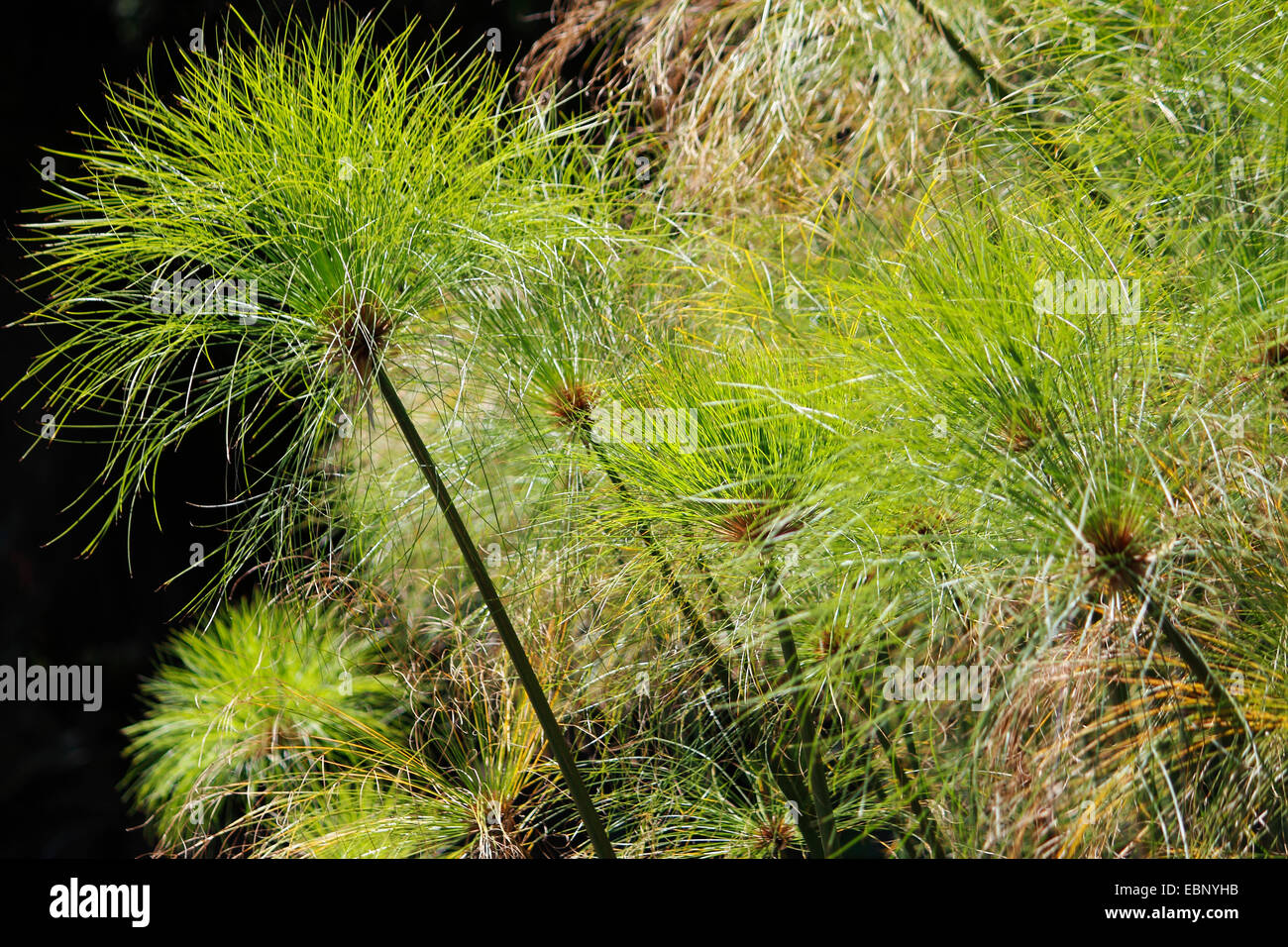 Papyrus Papyrus Plant High Resolution Stock Photography and Images - Alamy