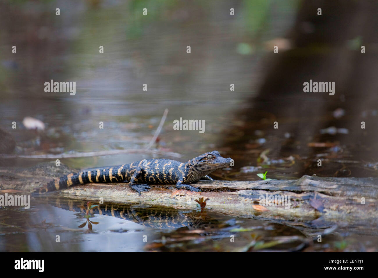 American alligator (Alligator mississippiensis), young animal sitting ...