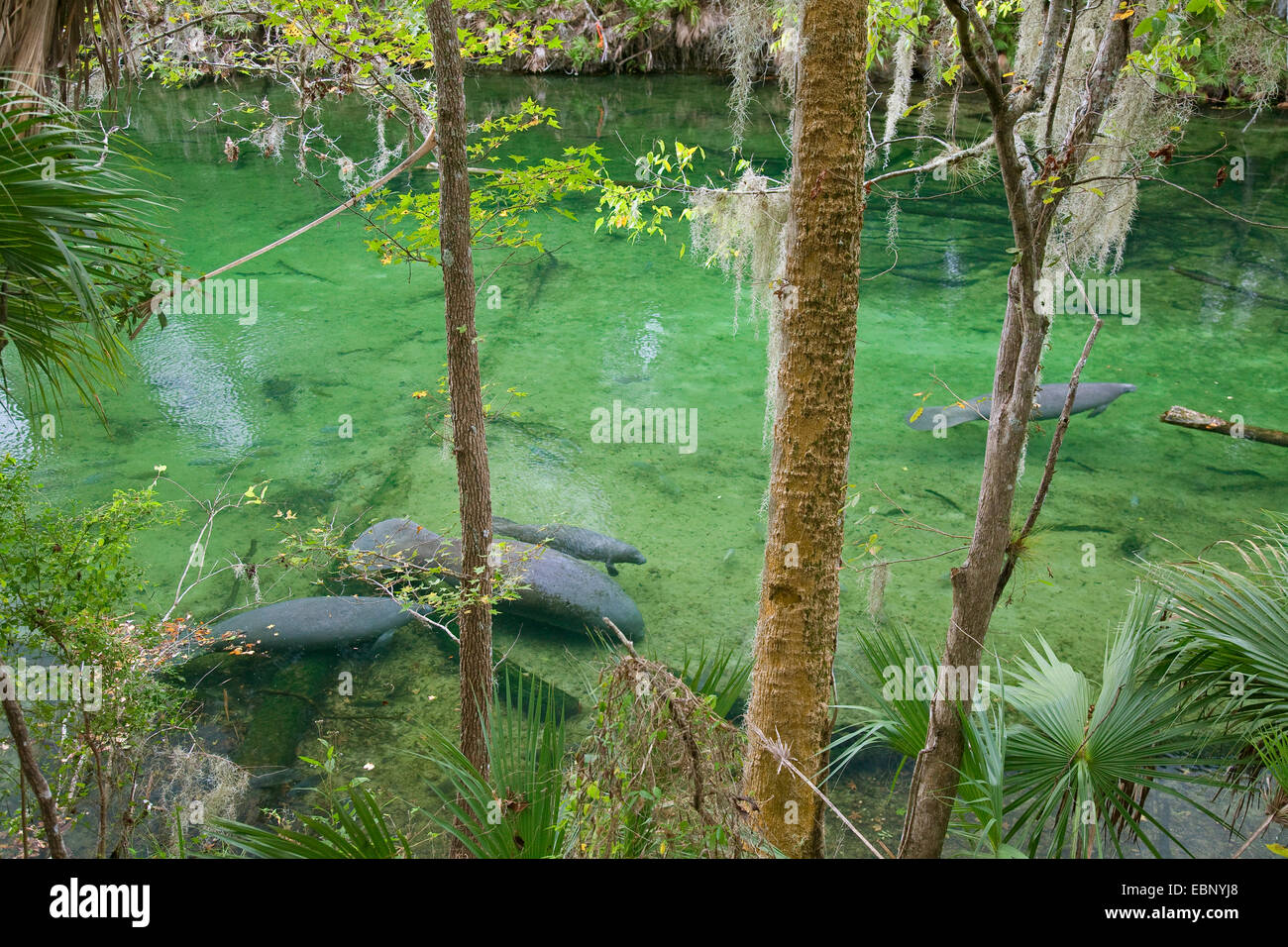 West Indian manatee, Florida manatee, Caribbean manatee, Antillean ...