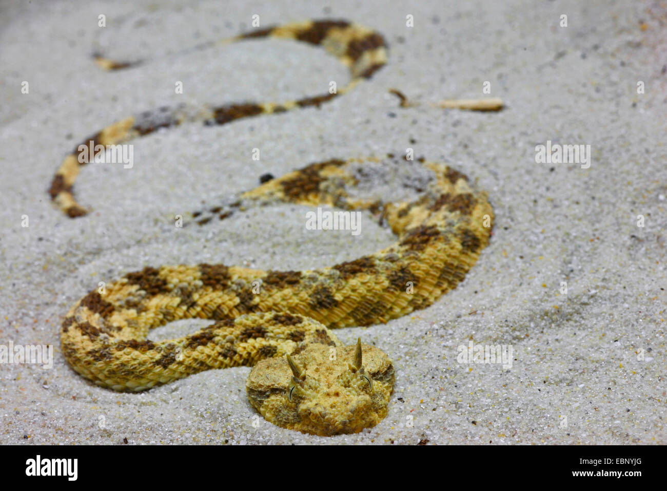 horned viper, African desert horned viper (Cerastes cerastes), in the ...