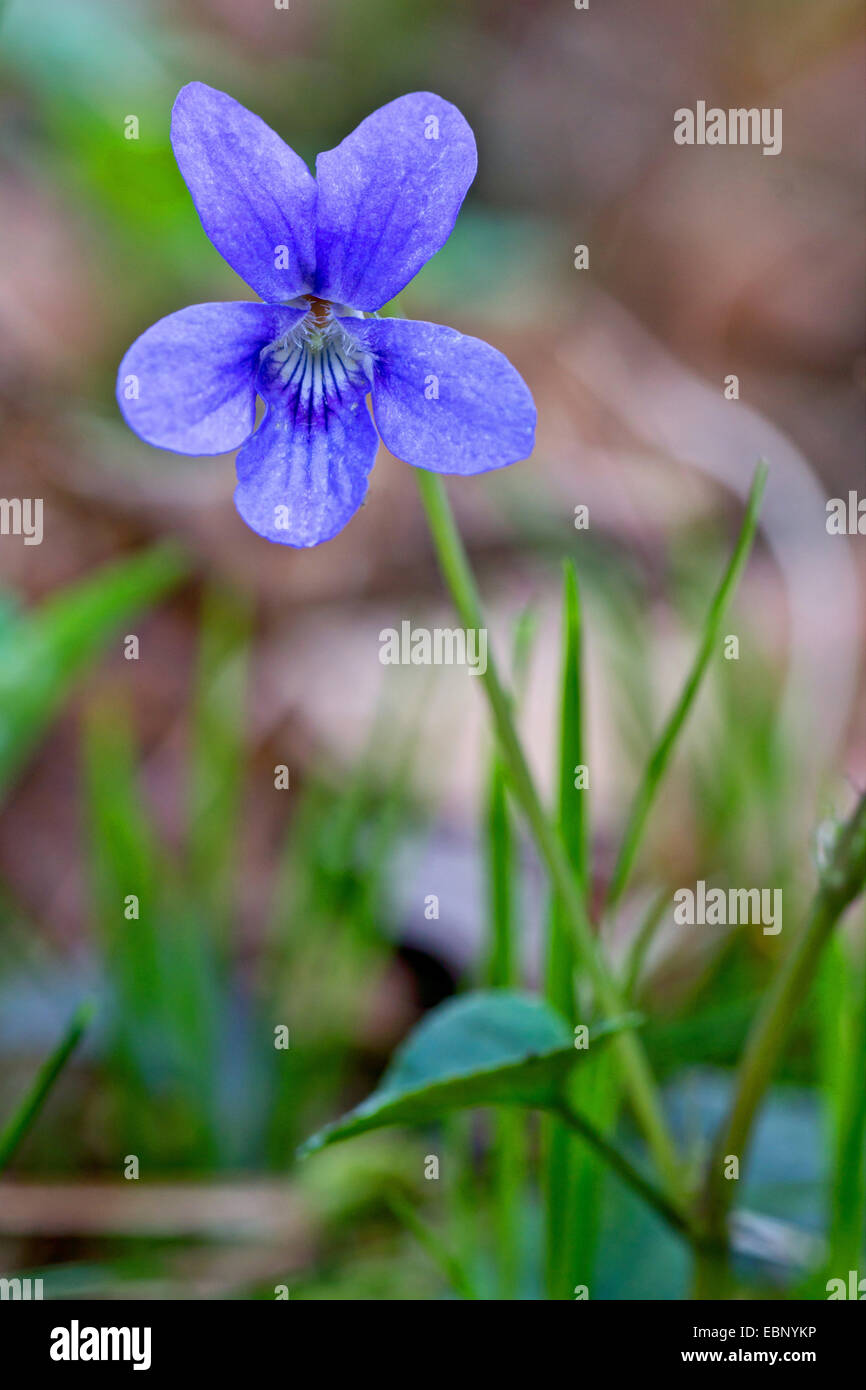 Flower native to central and southern europe hi-res stock photography ...