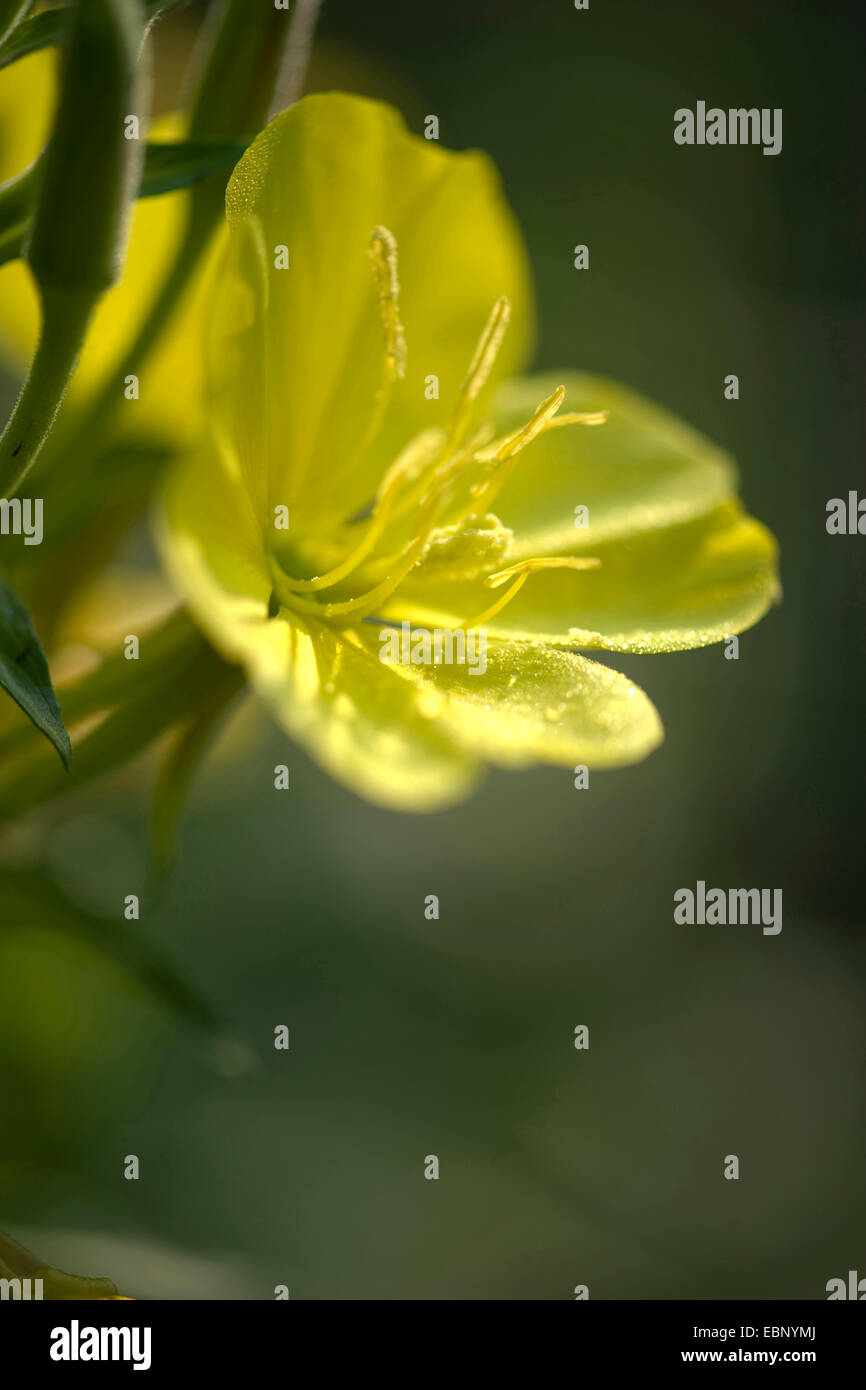 Large-Flowered Evening, Red-Sepaled Evening-Primrose, Large-Leaved ...
