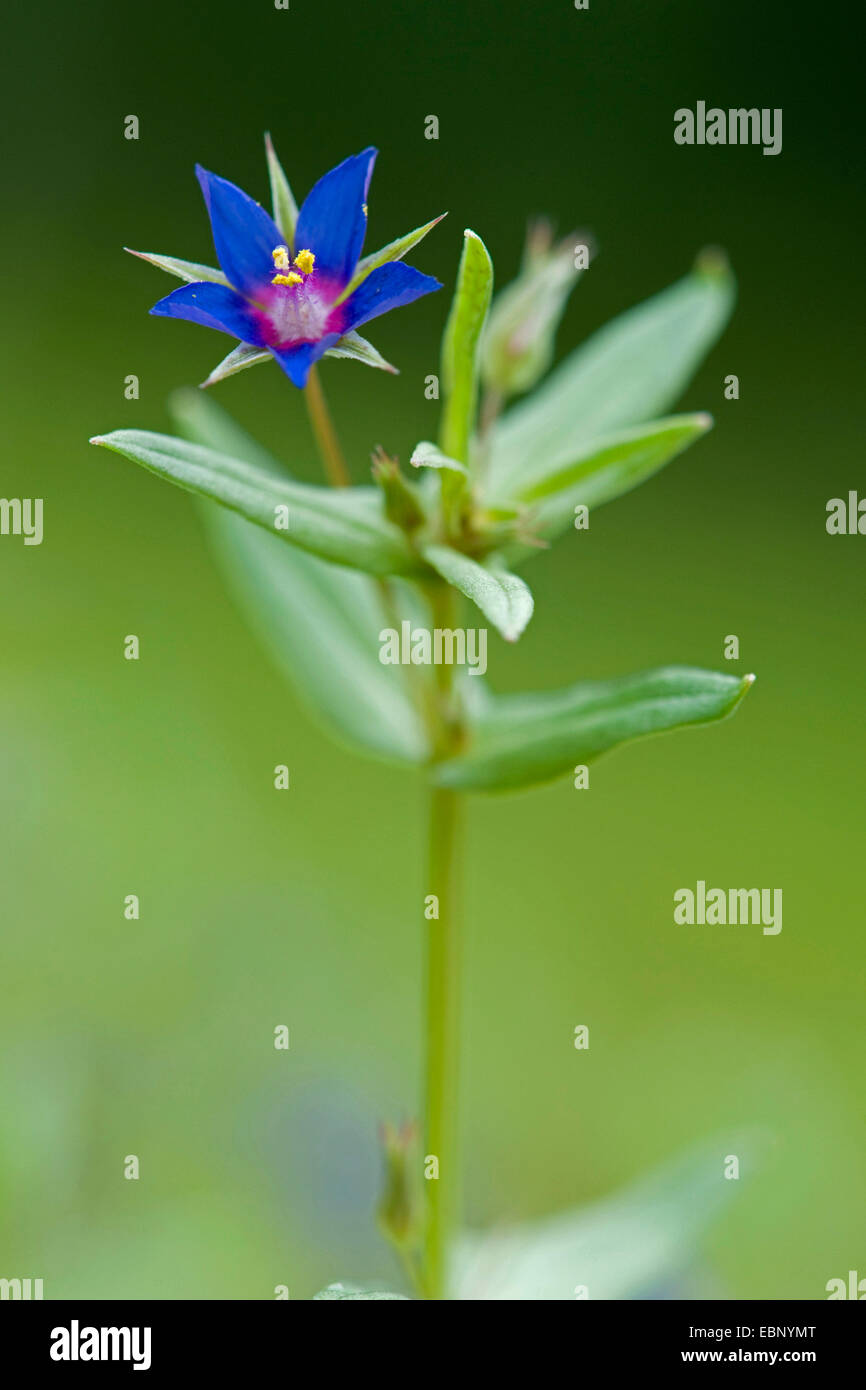 blue pimpernel (Anagallis foemina), blooming, Germany, BG HD Stock ...