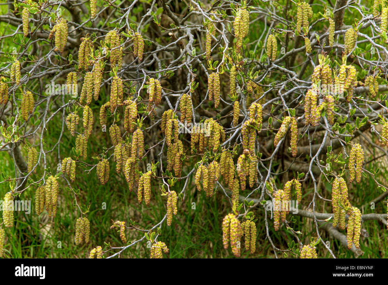 Green Alder (Alnus viridis, Alnus alnobetula), branch with catkins ...