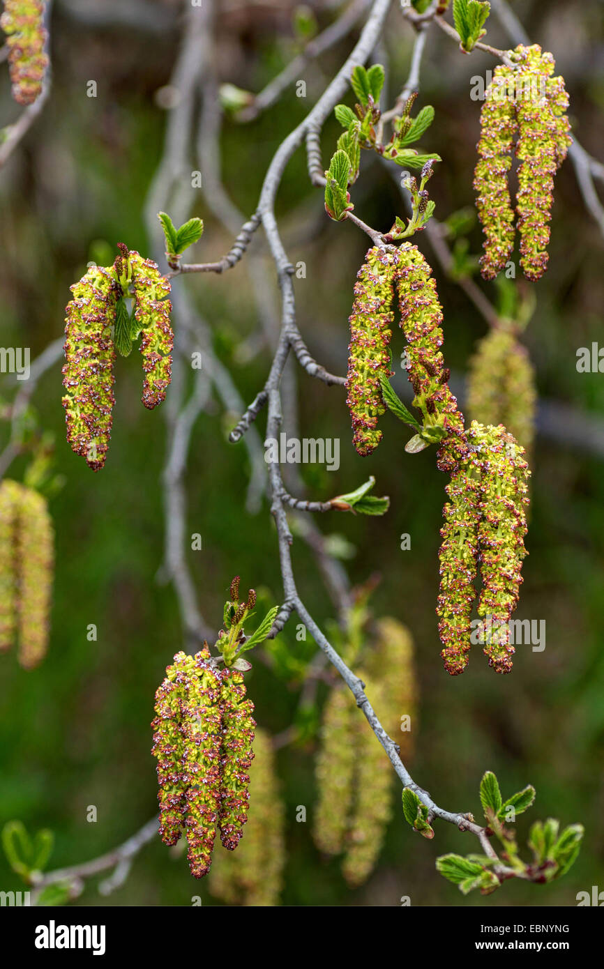 Green Alder (Alnus viridis, Alnus alnobetula), branch with catkins ...