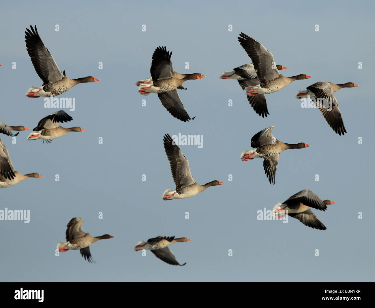 greylag goose (Anser anser), flying flock, Germany, Brandenburg Stock ...