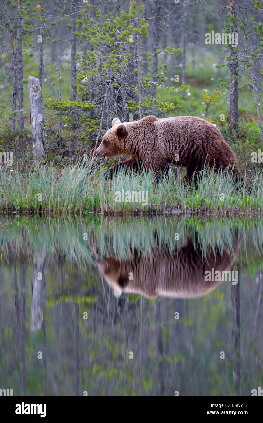 Northwest Coniferous Forest Animals
