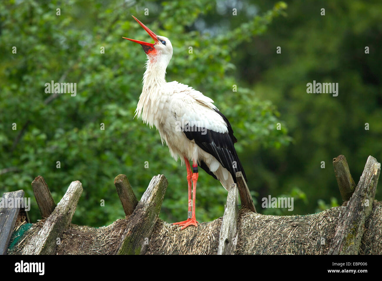 white stork (Ciconia ciconia), calling on a reed roof, Sweden Stock ...