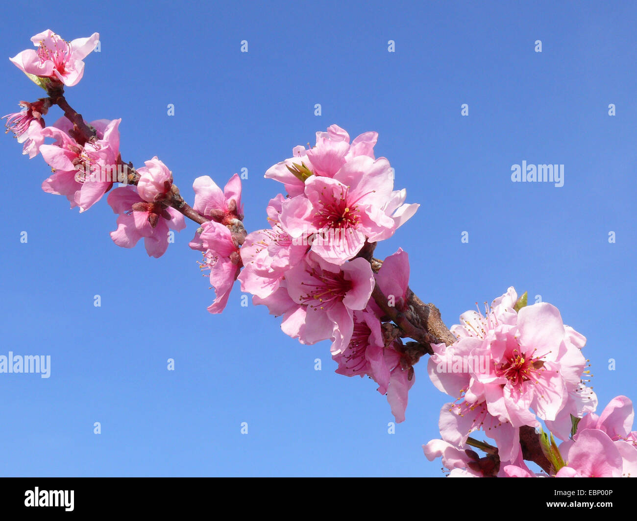 Peach sky hi-res stock photography and images - Alamy
