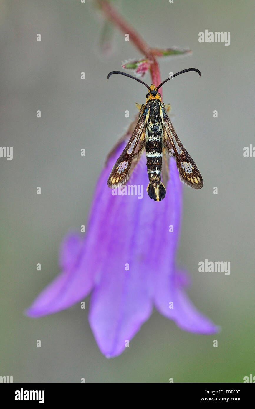 Clear Winged Moth Stock Photos & Clear Winged Moth Stock Images - Alamy
