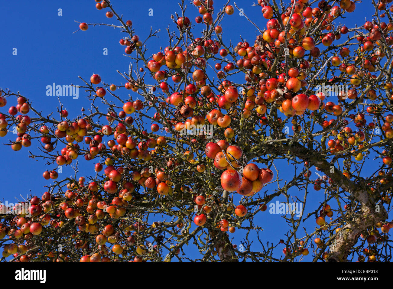 apple tree (Malus domestica), apple tree with ripe appels in winter ...