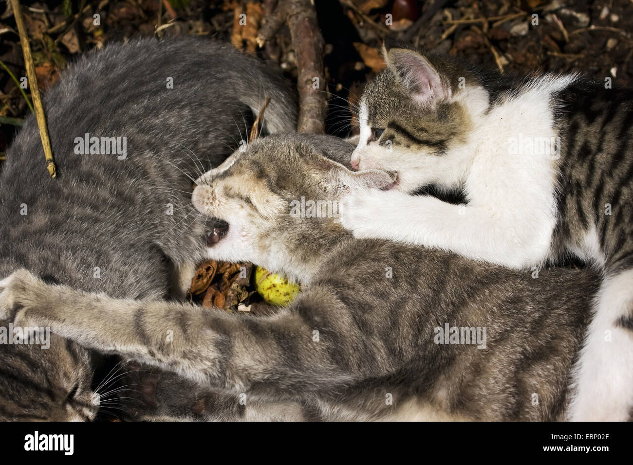Romping cat hi-res stock photography and images - Alamy